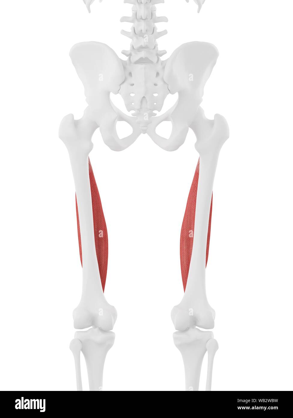 Vastus Intermedius Muscle High Resolution Stock Photography and Images ...