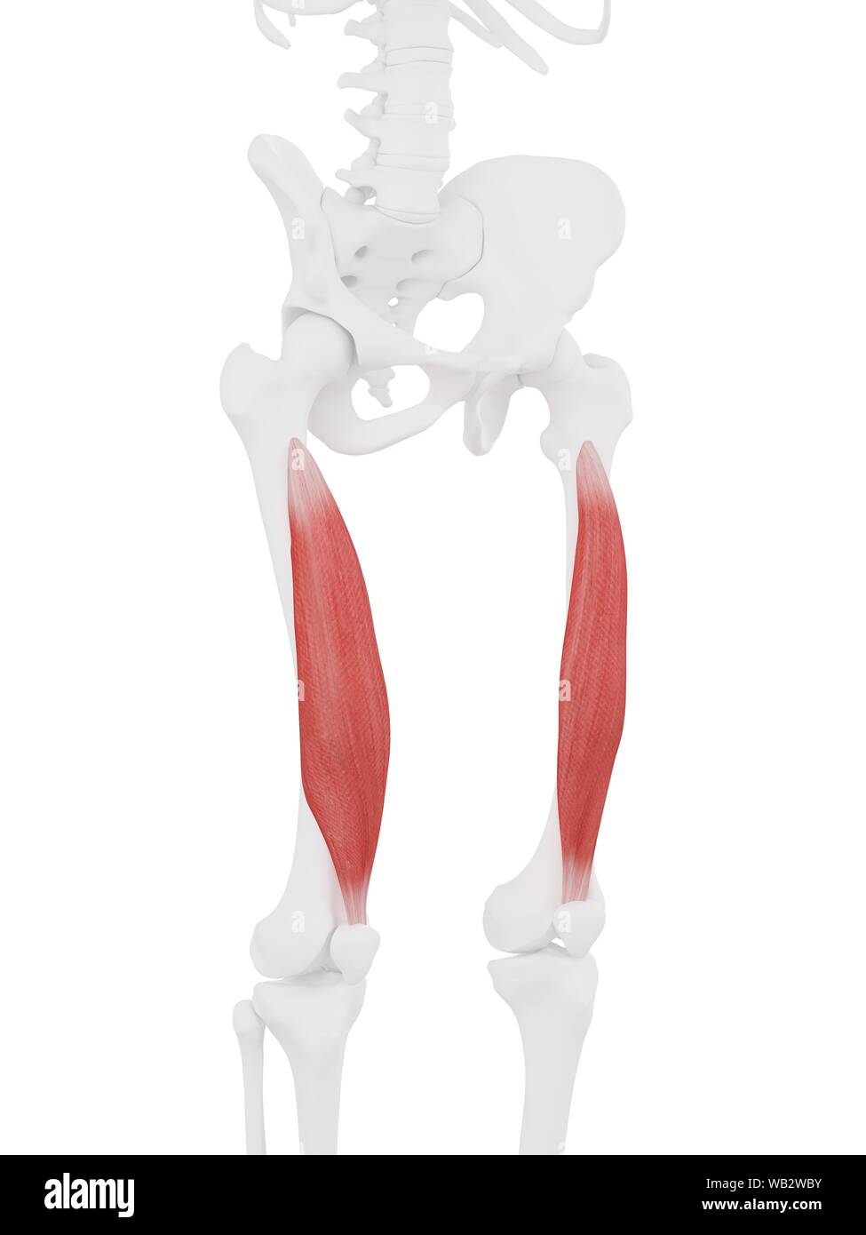 Vastus intermedius muscle hi-res stock photography and images - Alamy