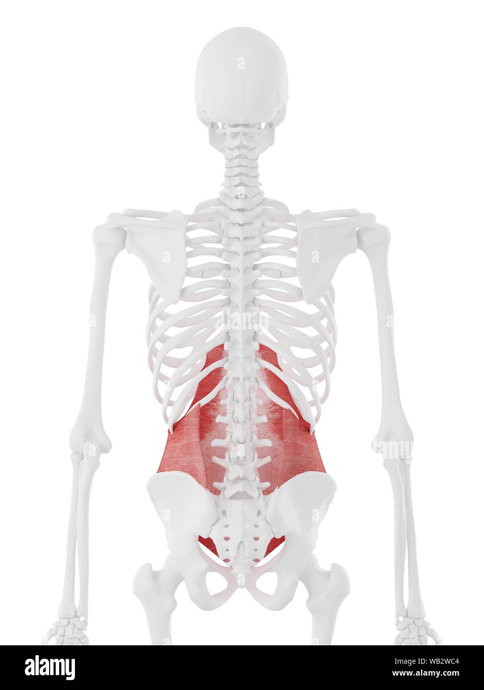 Transversus abdominis muscle, computer illustration Stock Photo - Alamy