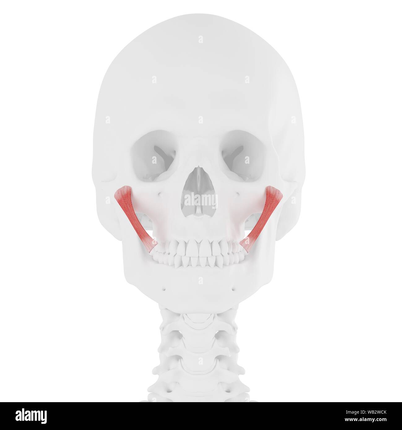 Zygomaticus major muscle, computer illustration Stock Photo - Alamy