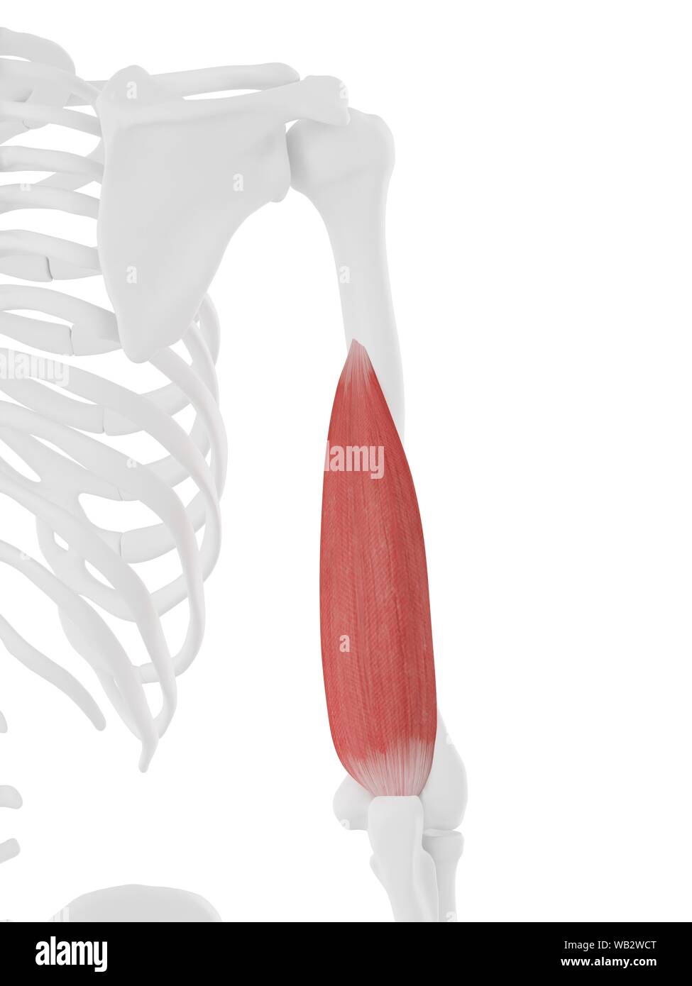 Triceps medial head muscle, computer illustration Stock Photo - Alamy