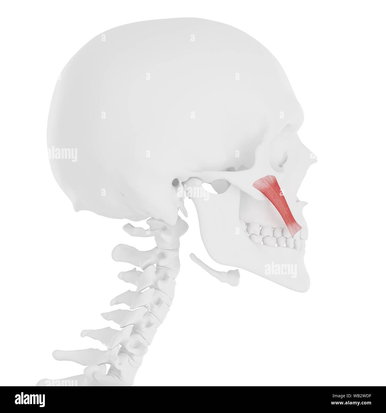 Zygomaticus major muscle, computer illustration Stock Photo - Alamy