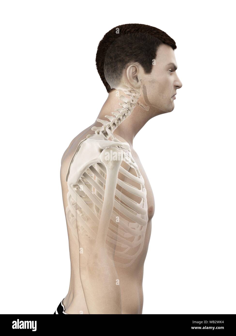Neck anatomy, illustration Stock Photo - Alamy