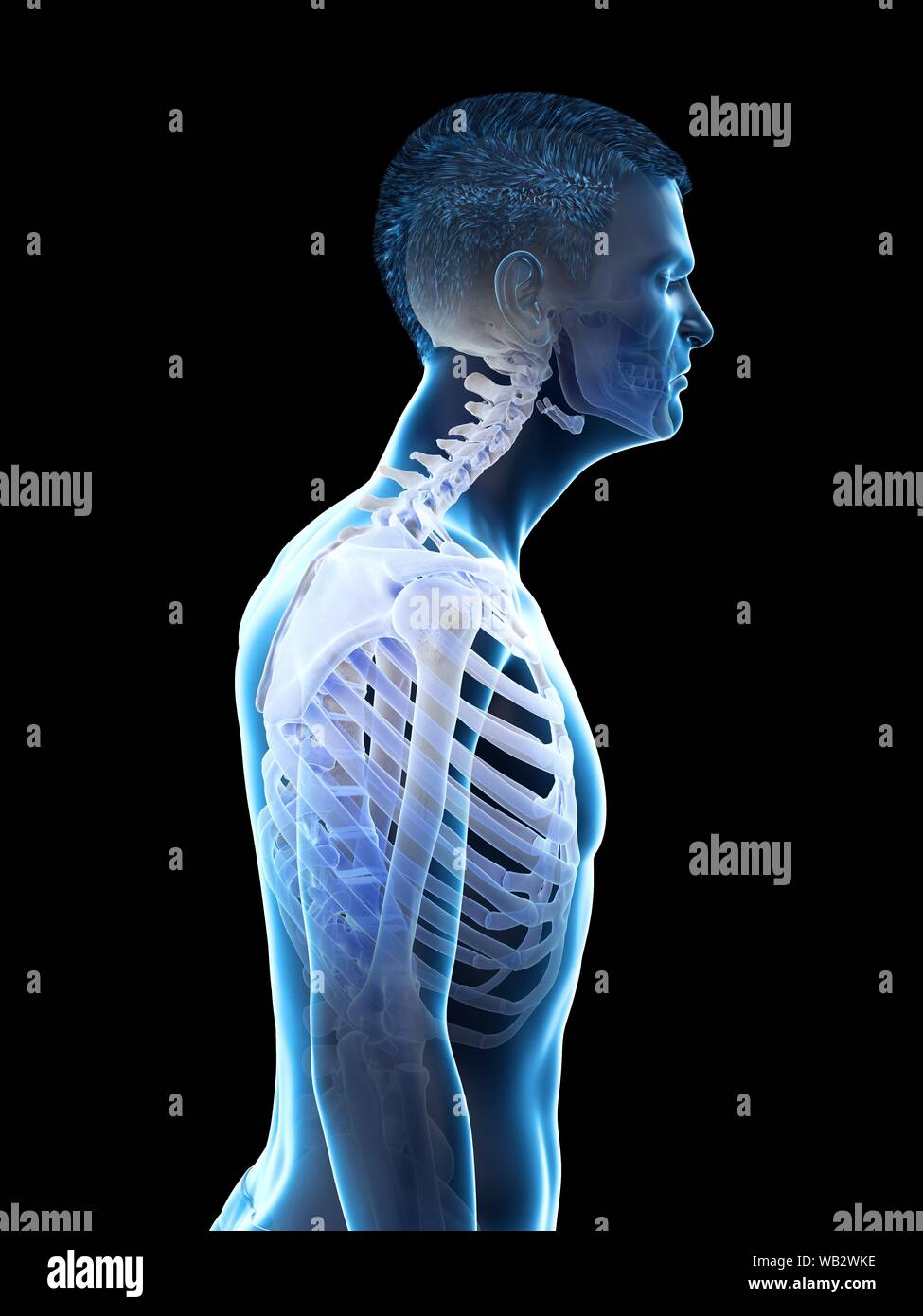 Neck anatomy, illustration Stock Photo - Alamy