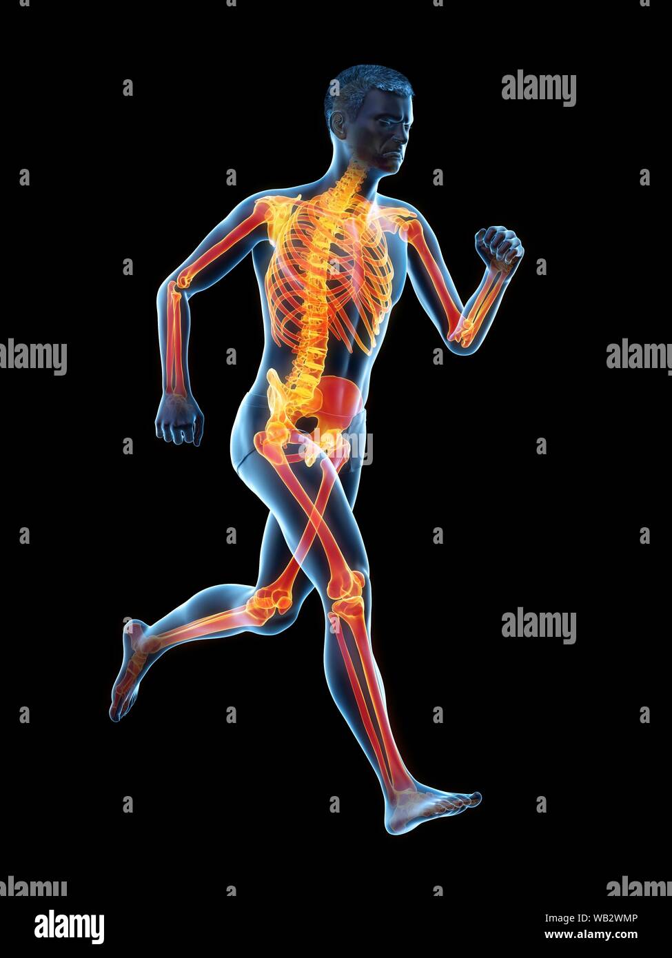 Adult skeleton hi-res stock photography and images - Alamy