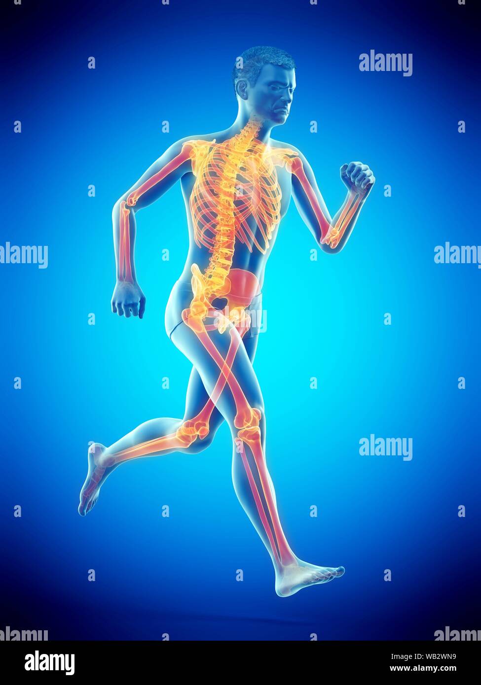Runner's skeleton, illustration Stock Photo - Alamy