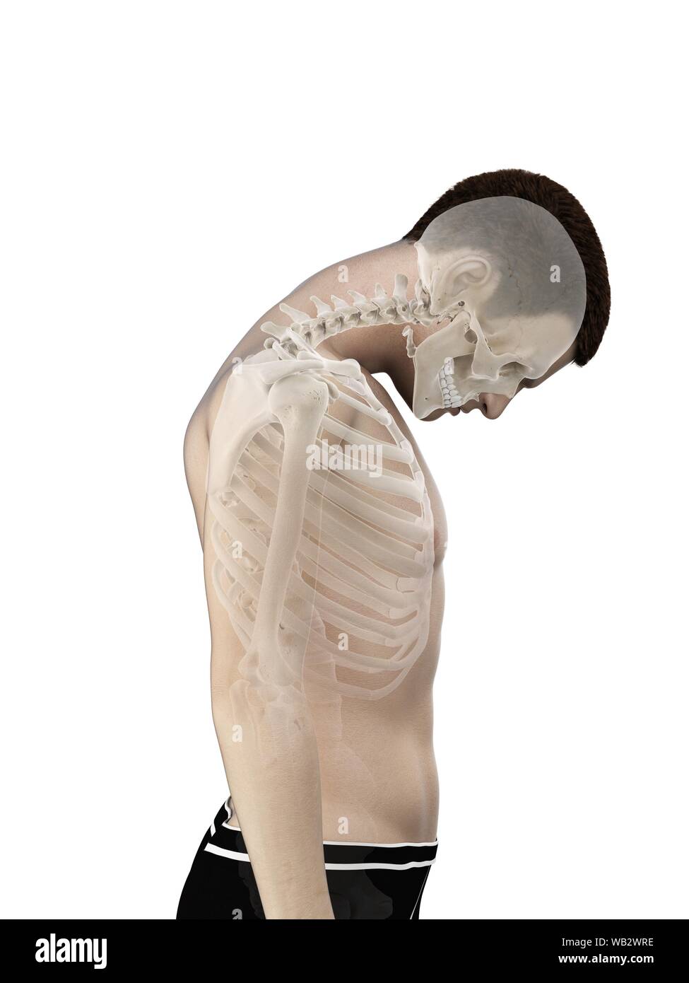 Neck anatomy, illustration Stock Photo - Alamy