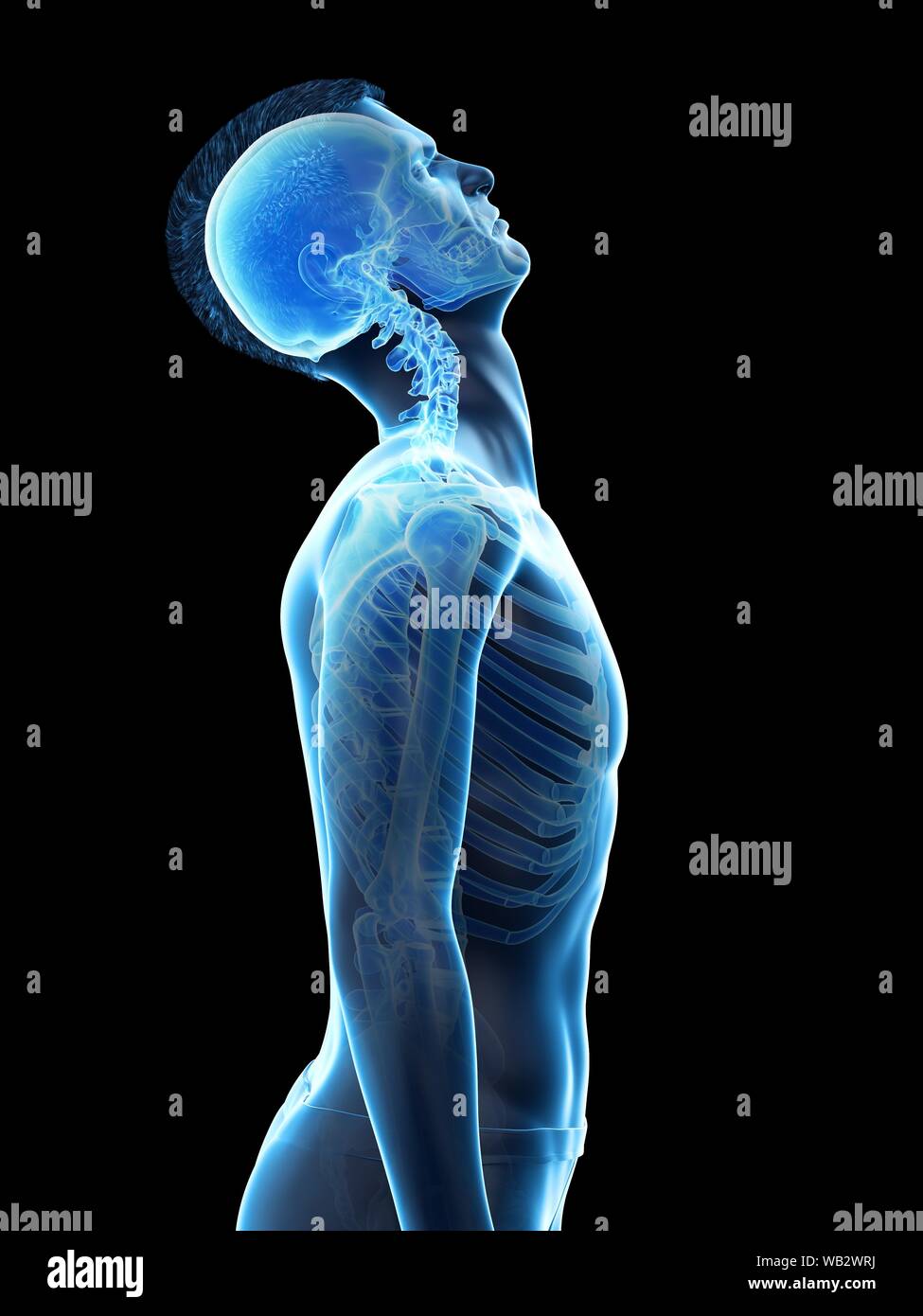 Human joint anatomy body skeleton hi-res stock photography and images ...