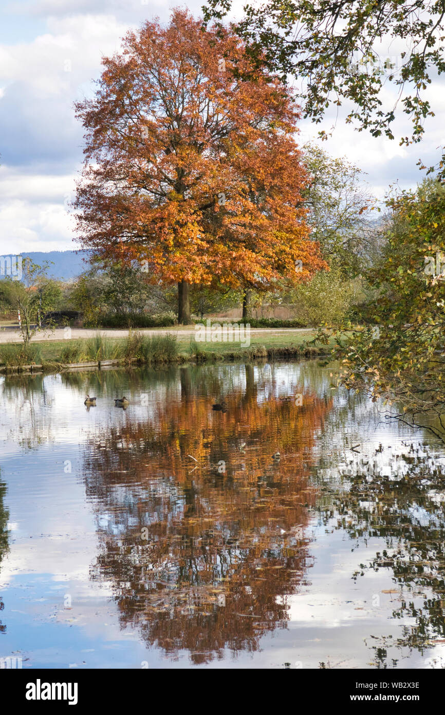 autumn tree in back with water in the front Stock Photo - Alamy