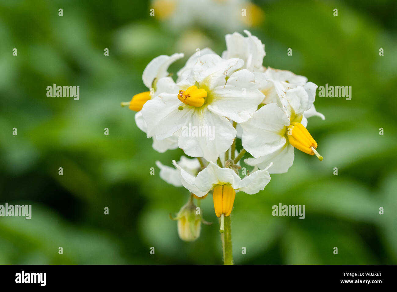Flowering potato. Potato flowers blossom in sunlight grow in plant ...