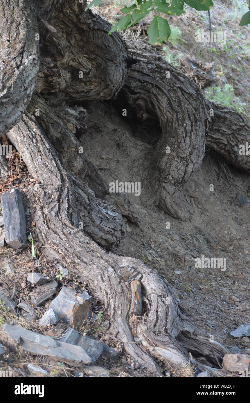 Gnarled roots of old trees in the Nuratau mountains, Central Uzbekistan ...