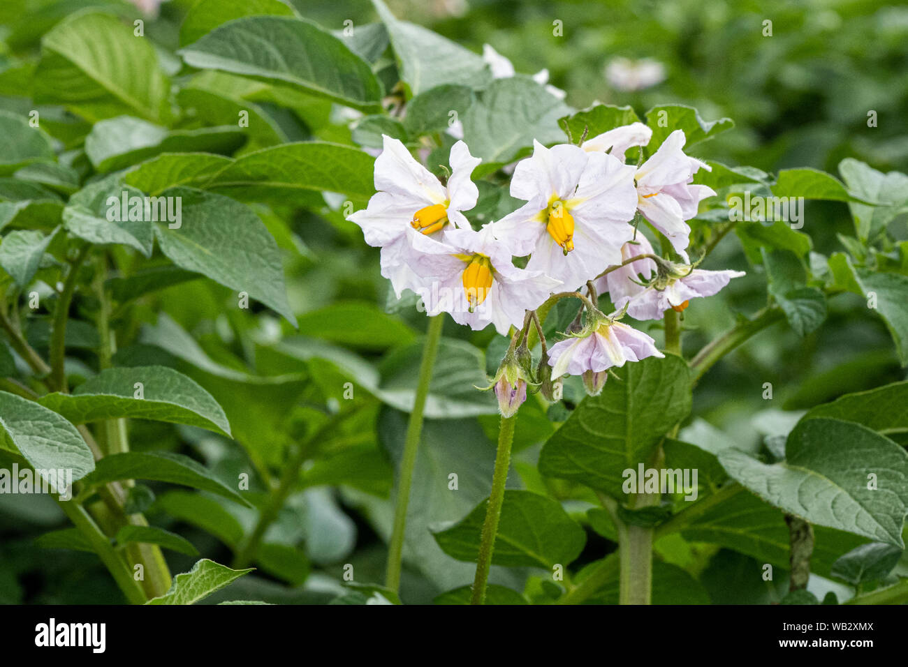 Potato flower hi-res stock photography and images - Alamy