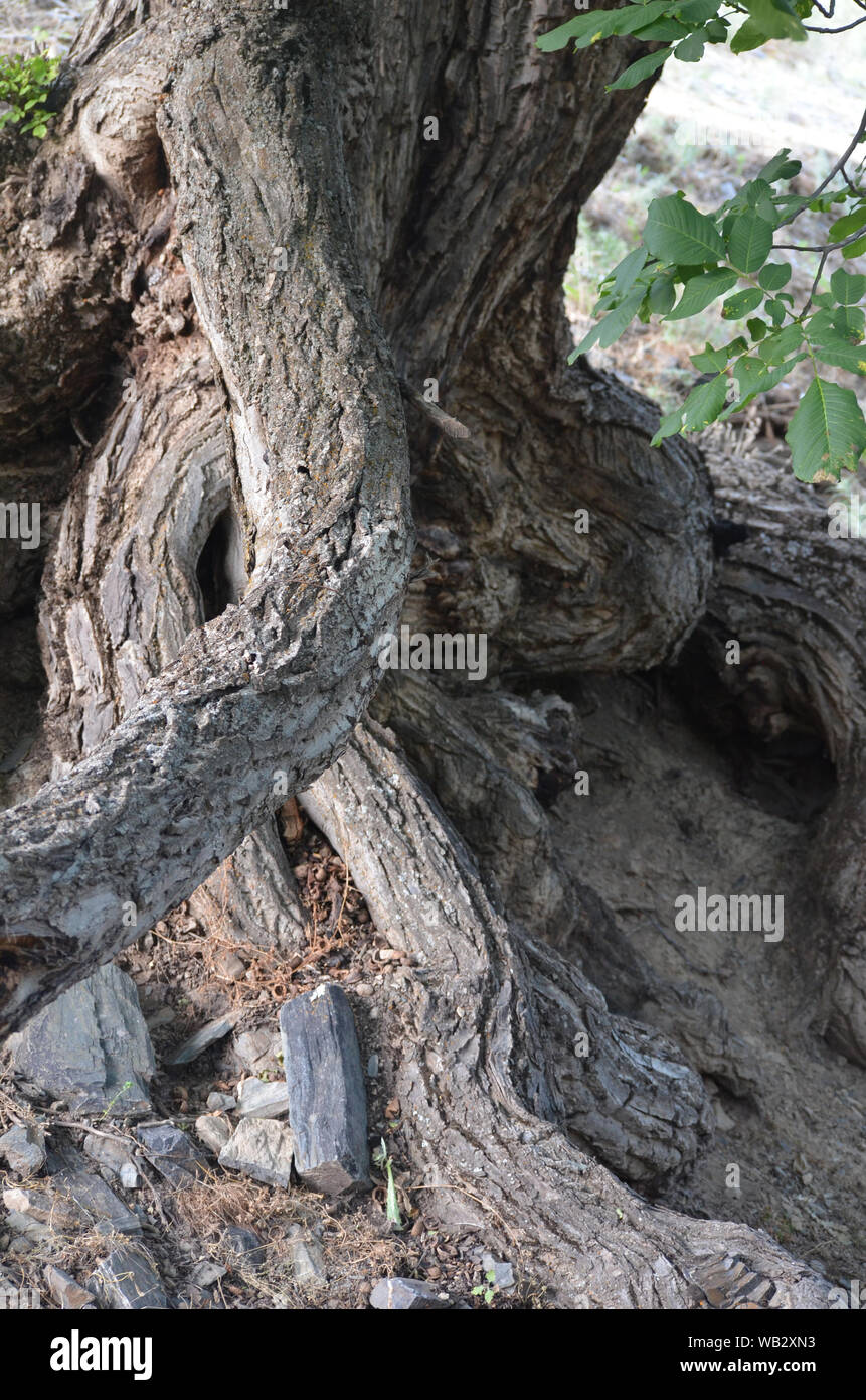 Gnarled roots of old trees in the Nuratau mountains, Central Uzbekistan ...