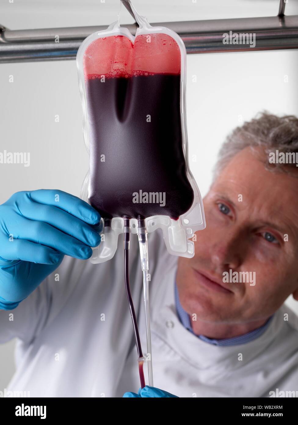 Donor blood processing. The donor blood is being separated into its ...