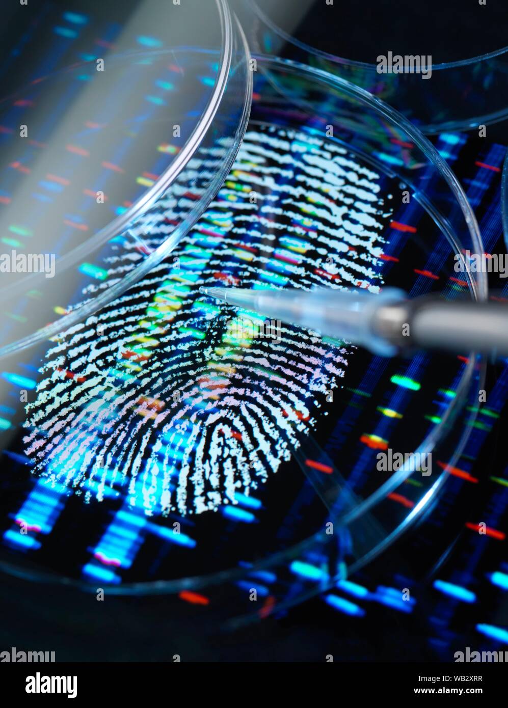 Conceptual image illustrating genetic research. A human finger print ...