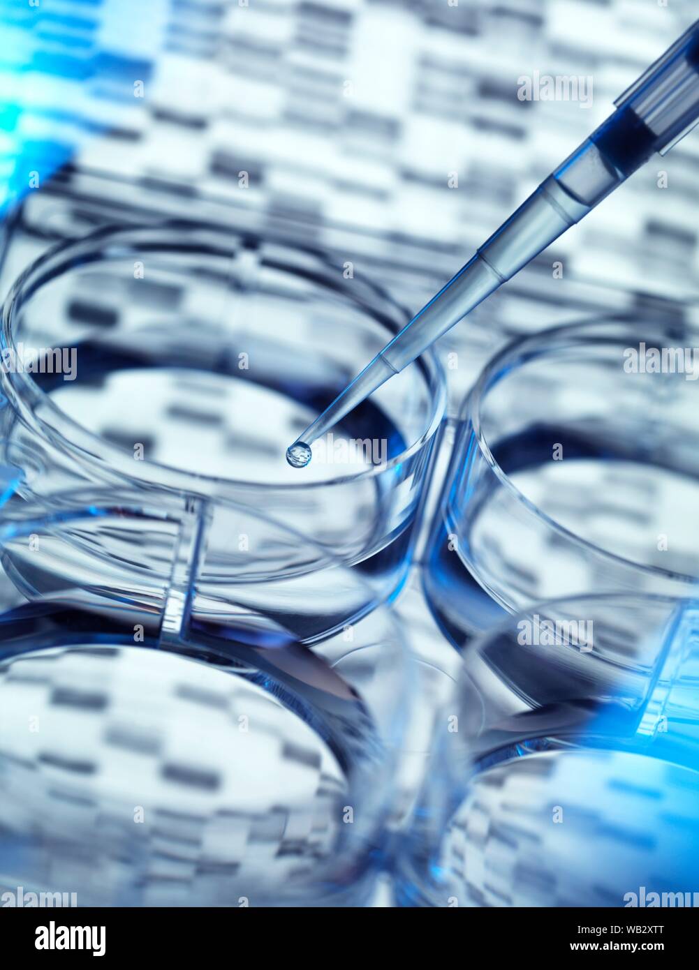 Genetics research. Sample of DNA (deoxyribonucleic acid) being pipetted ...