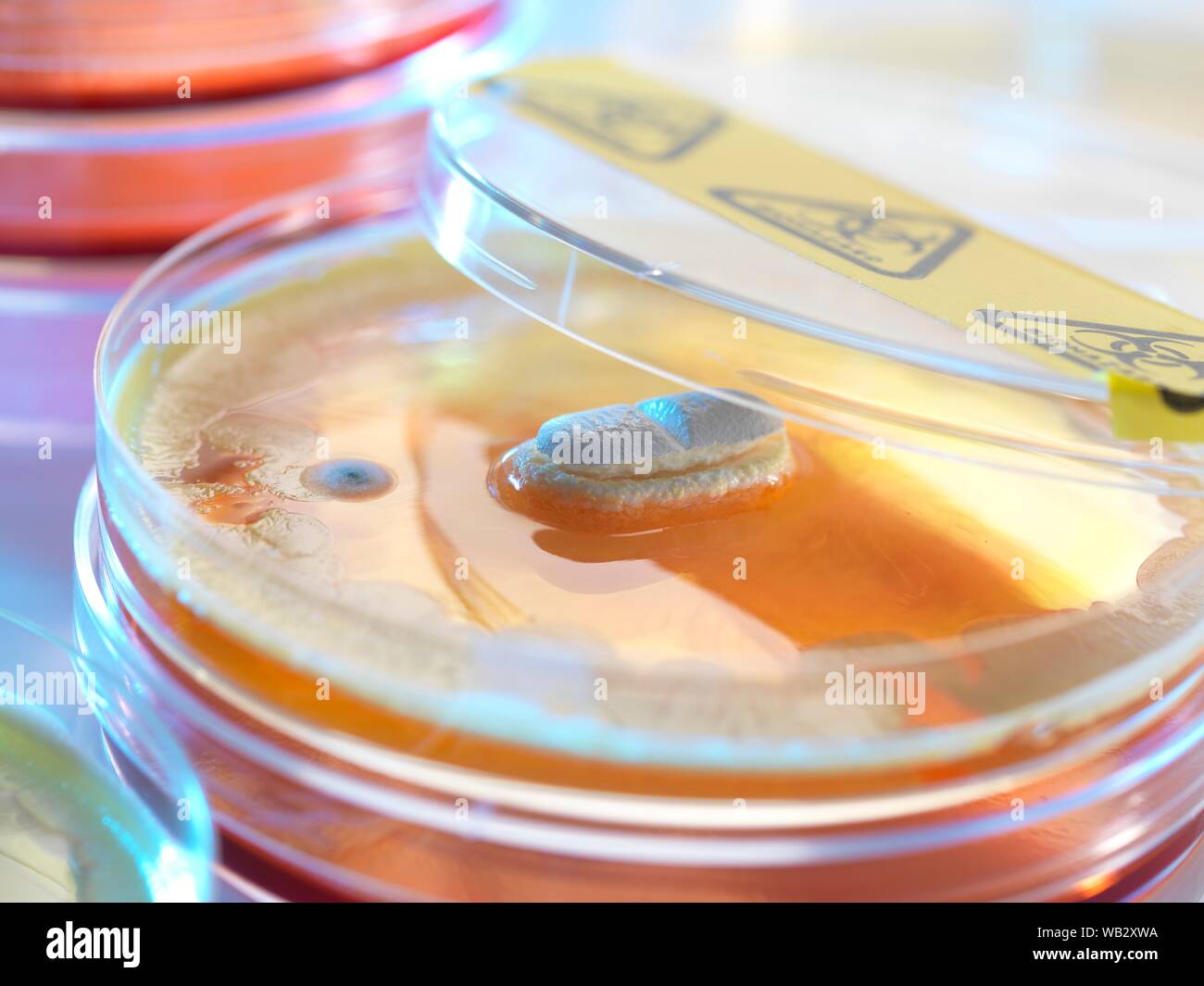 Antibiotic resistance lab hi-res stock photography and images - Alamy