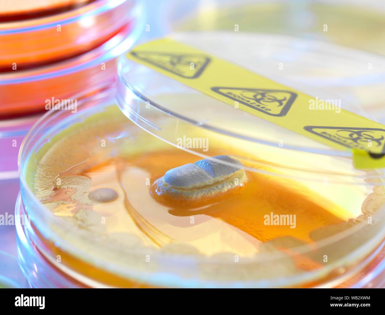 Antibiotic testing, conceptual image Stock Photo - Alamy