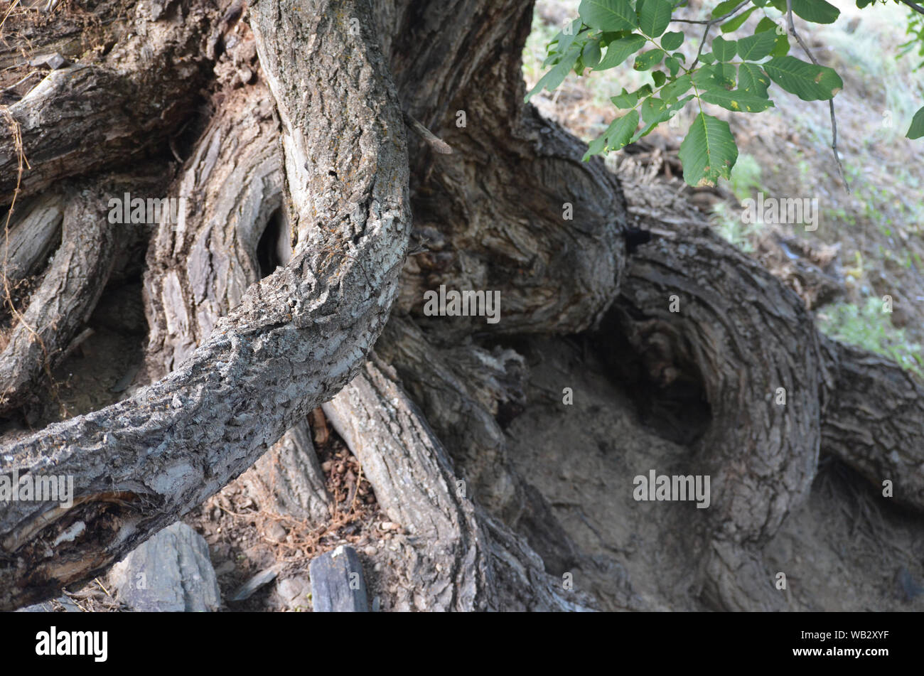 Gnarled roots of old trees in the Nuratau mountains, Central Uzbekistan ...