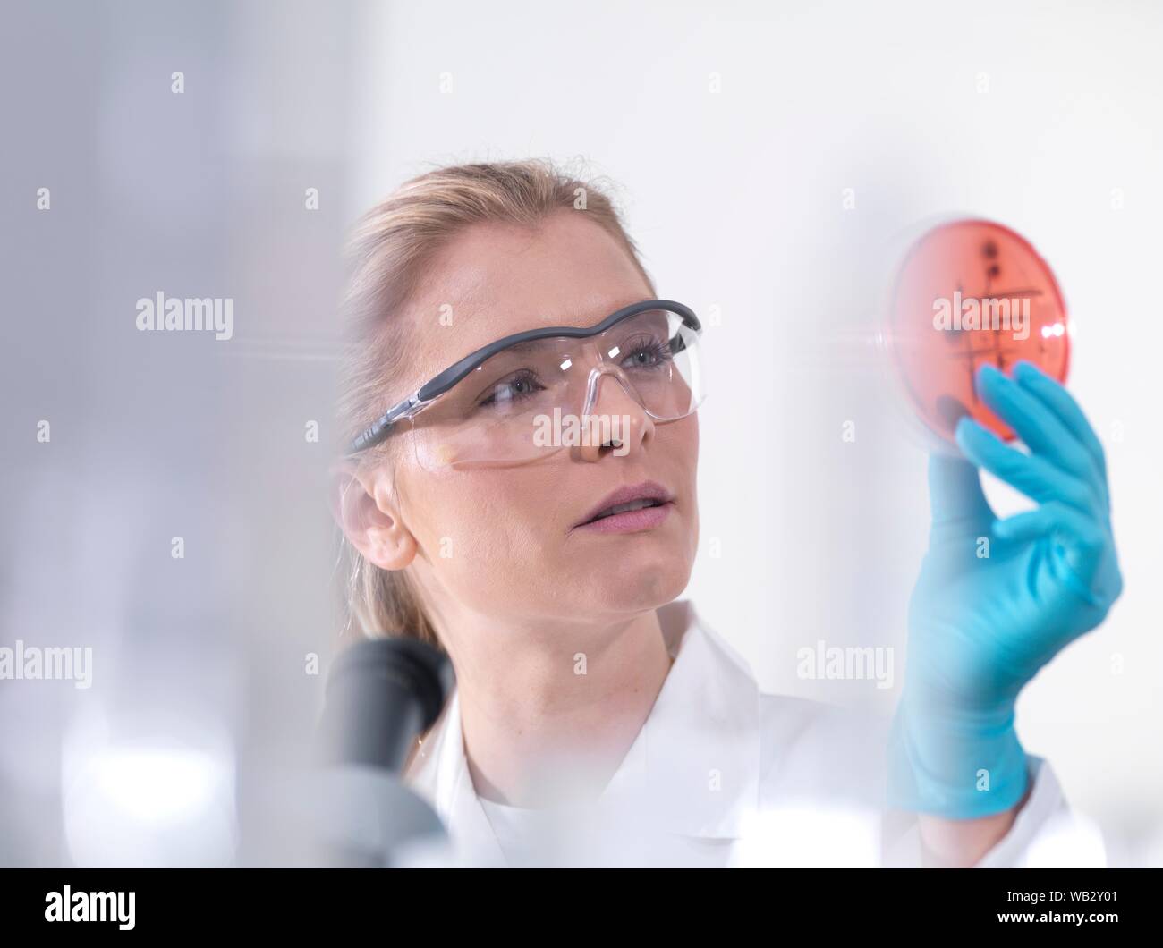 Microbiology research. Scientist examining bacterial cultures growing ...
