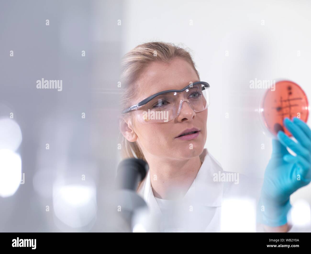 Microbiology research. Scientist examining bacterial cultures growing ...