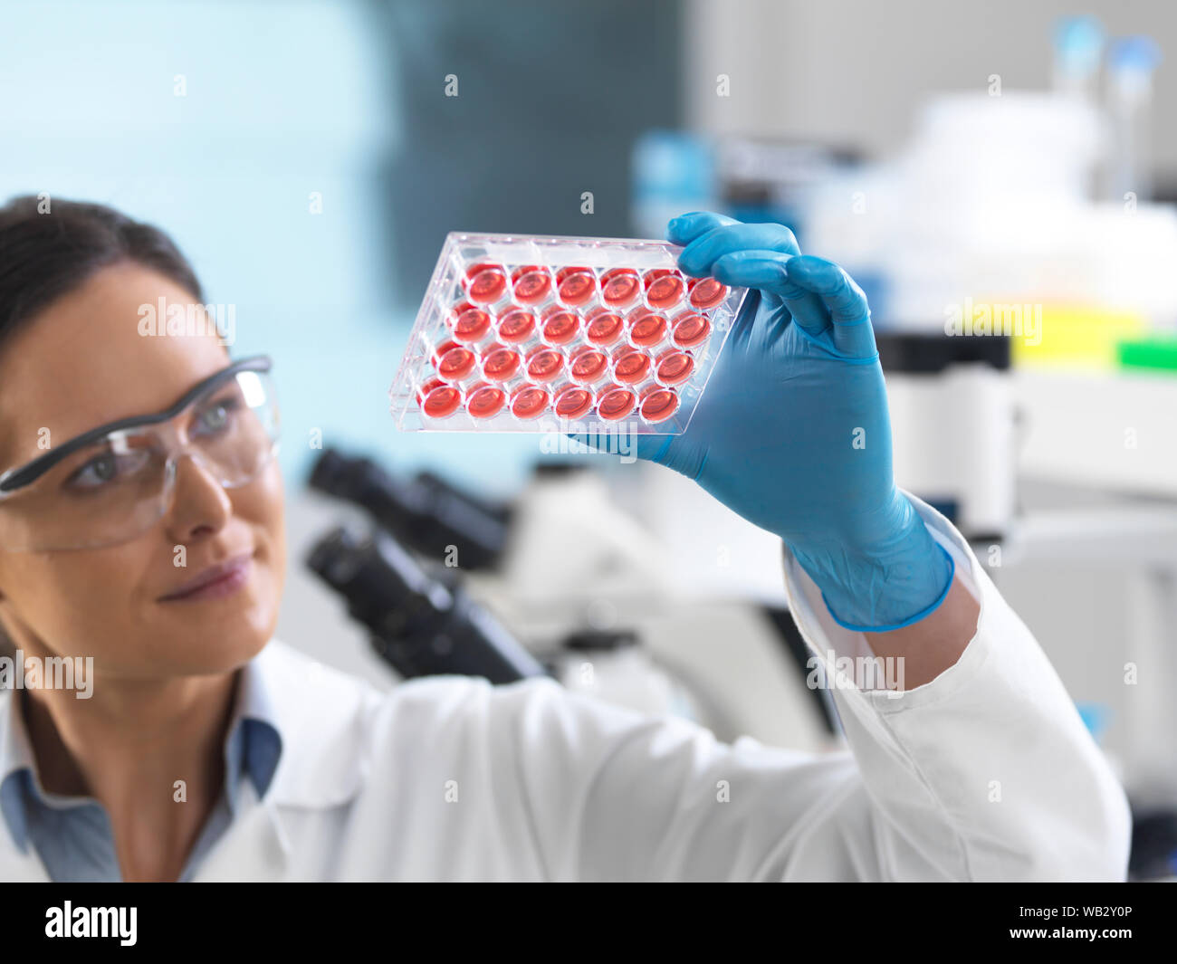 Cell research. Scientist viewing cell samples in a multiwell plate ...