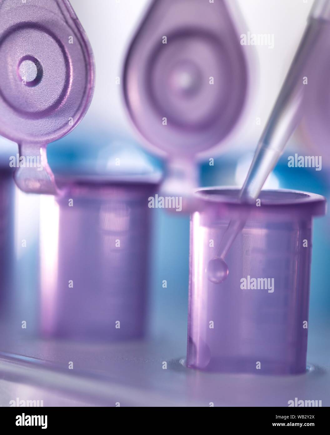 Biotechnology research. Sample being pipetted into test tubes Stock ...