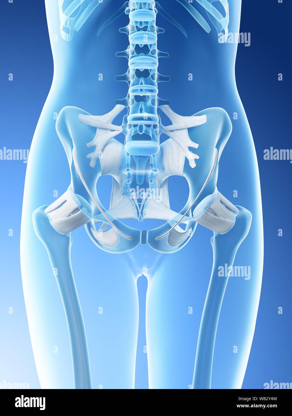 Female pelvis anatomy, computer illustration Stock Photo - Alamy
