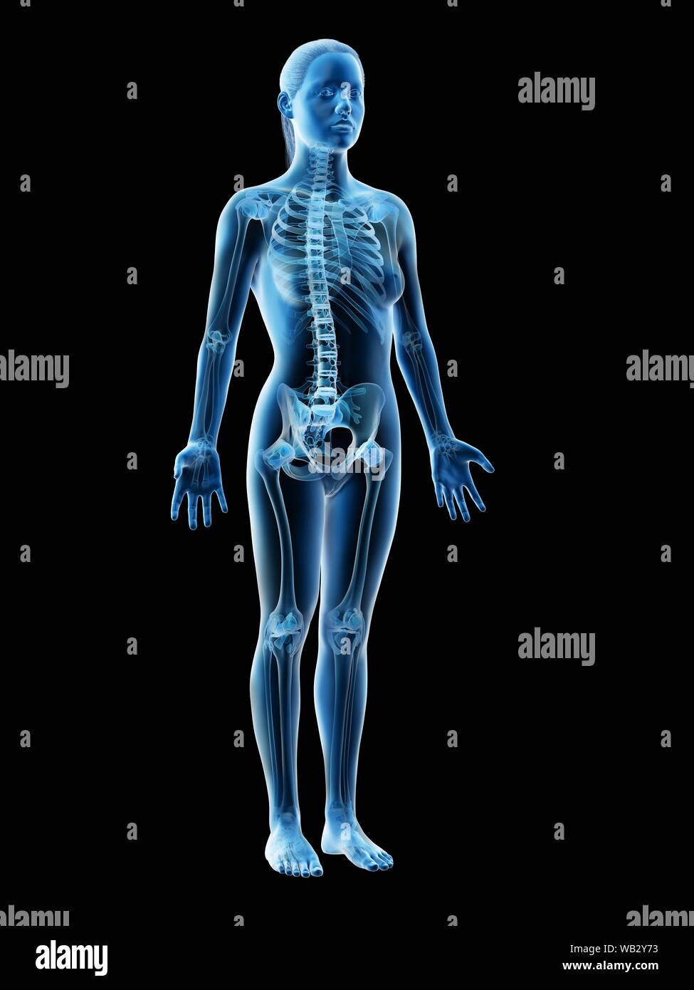 Female skeleton and ligaments, computer illustration Stock Photo - Alamy