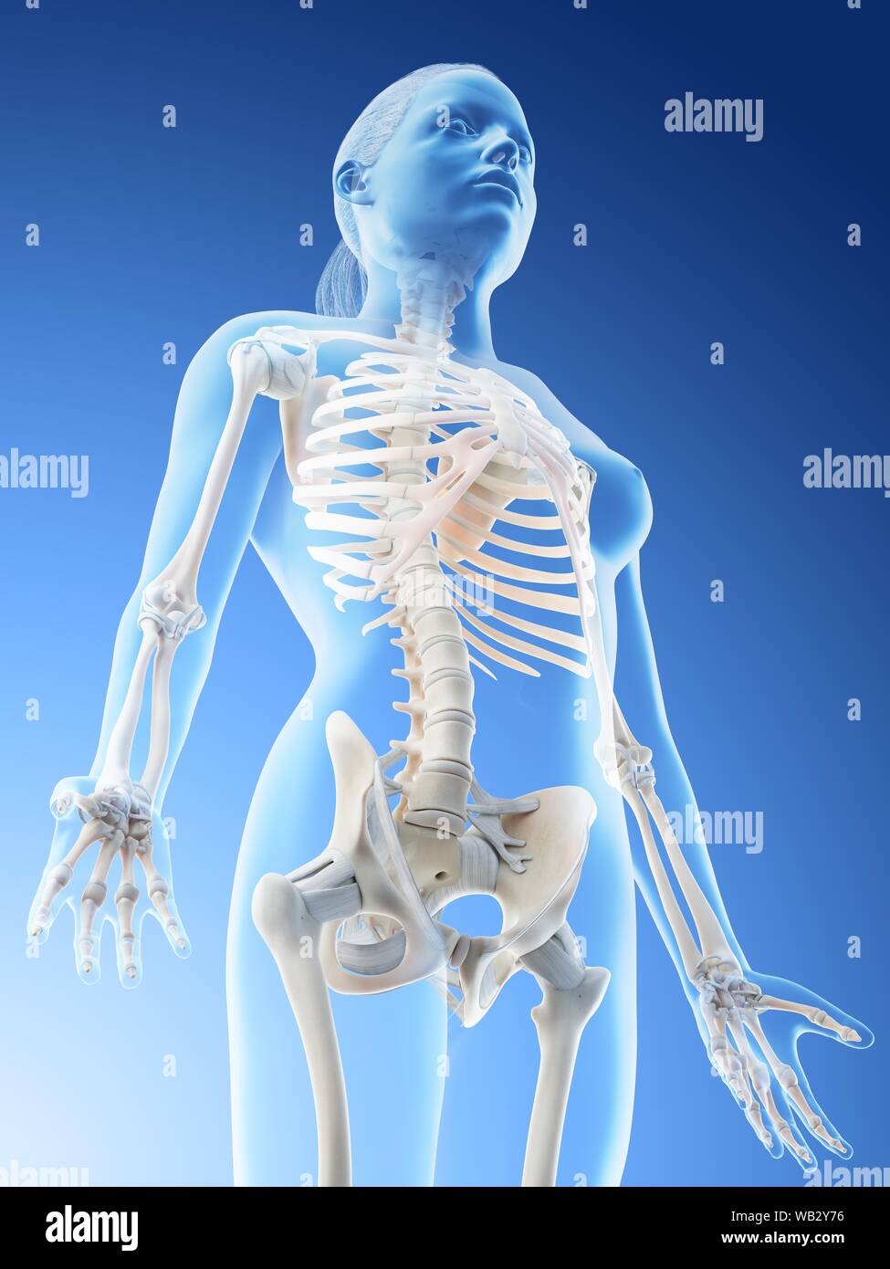 Female upper body bones, computer illustration Stock Photo - Alamy