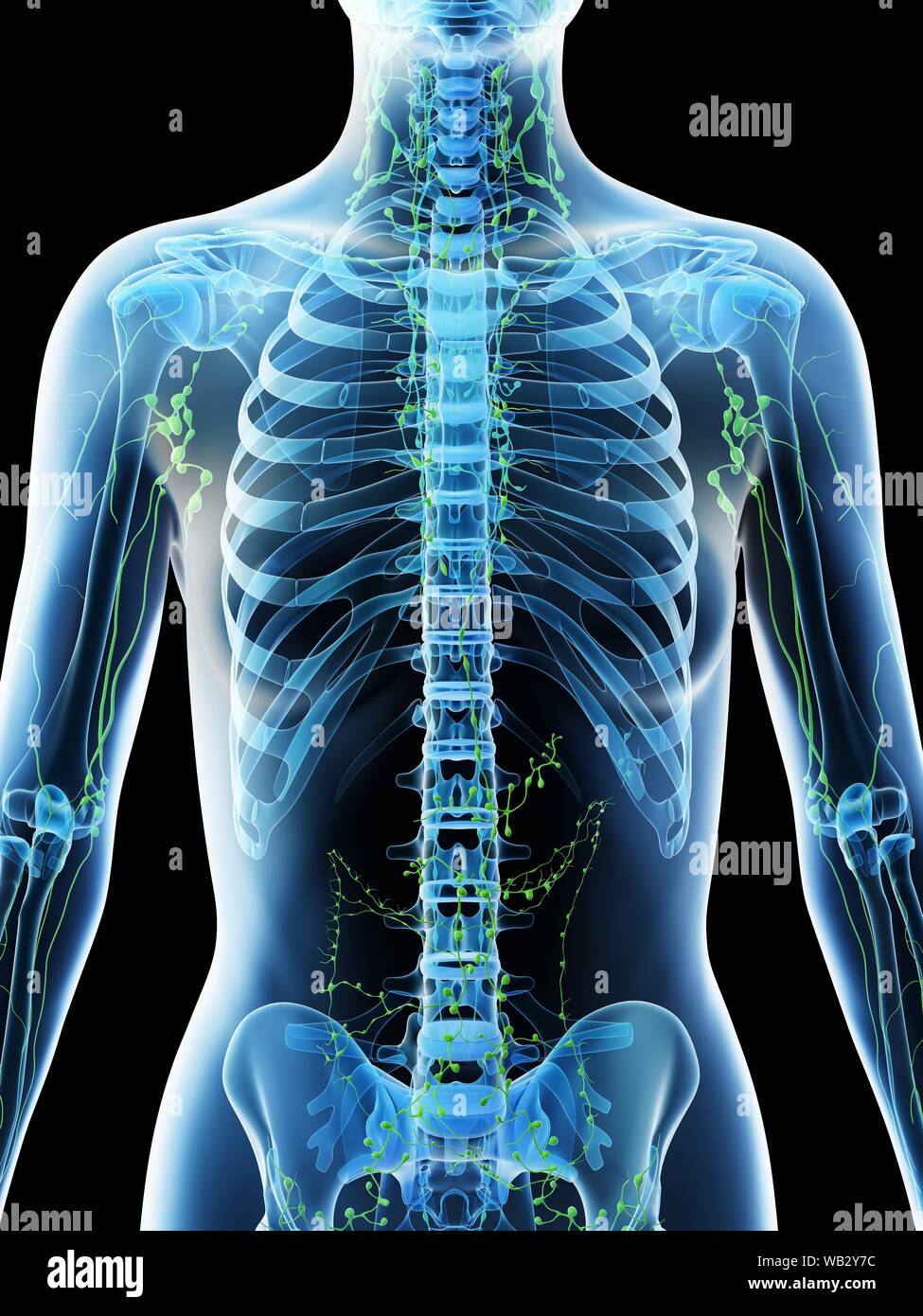 Female thoracic lymph nodes, computer illustration Stock Photo - Alamy