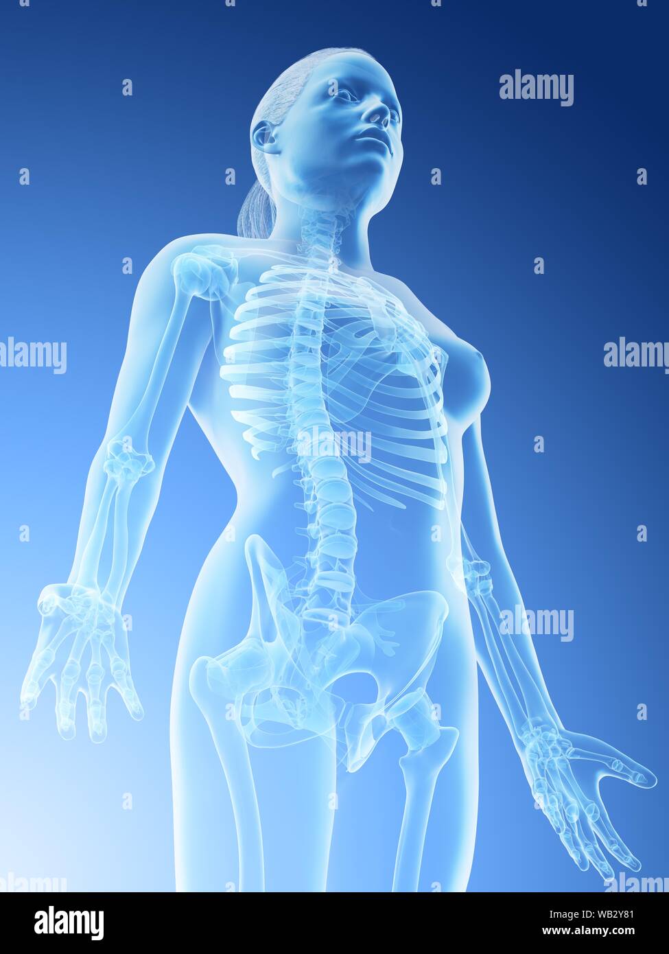 Female upper body bones, computer illustration Stock Photo - Alamy