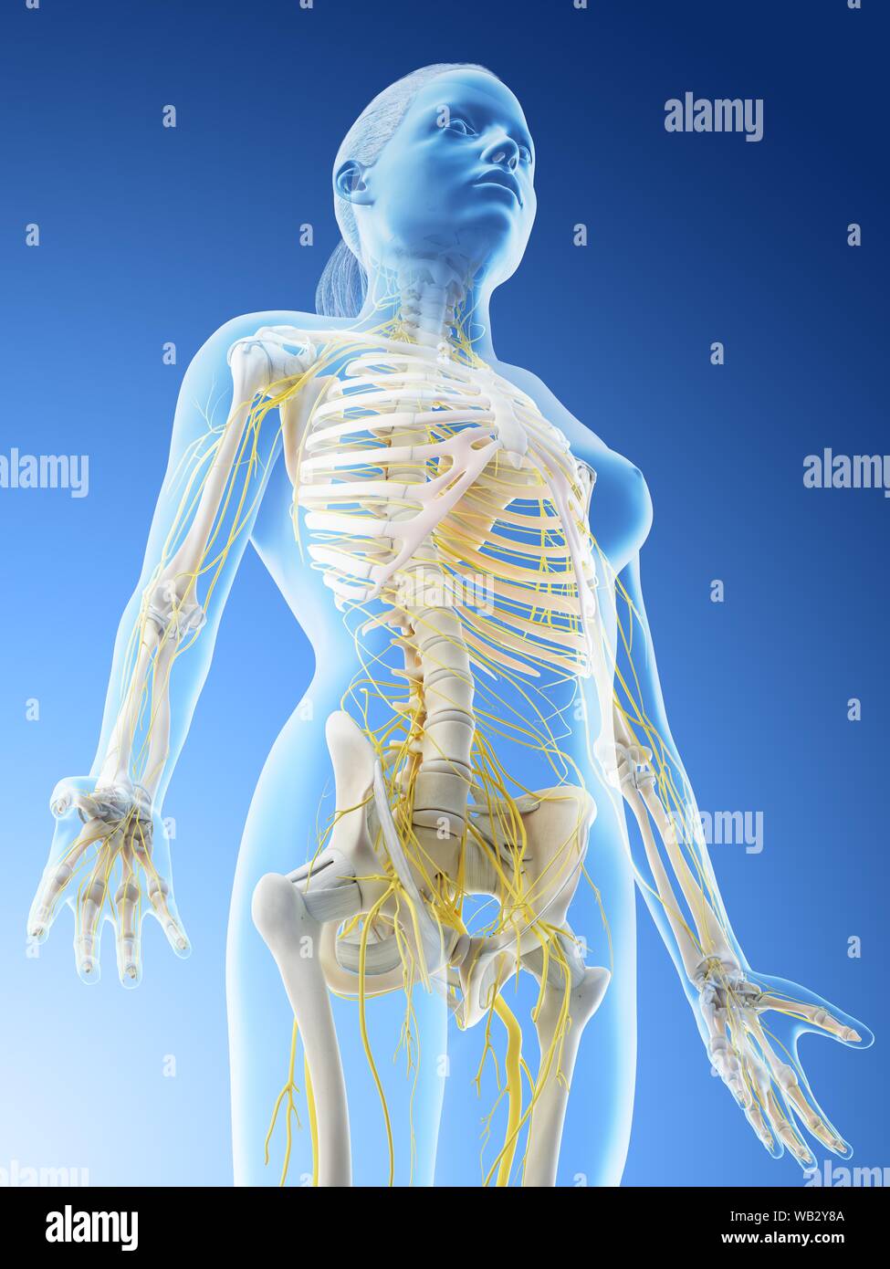 Nervous system of the upper body, computer illustration Stock Photo - Alamy
