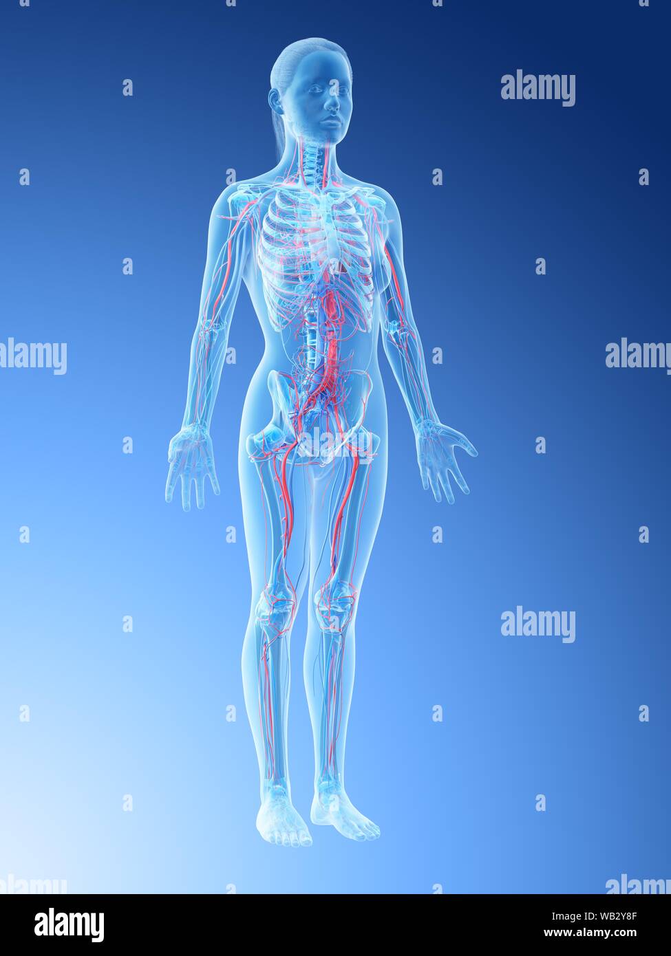 Female vascular system, computer illustration Stock Photo - Alamy