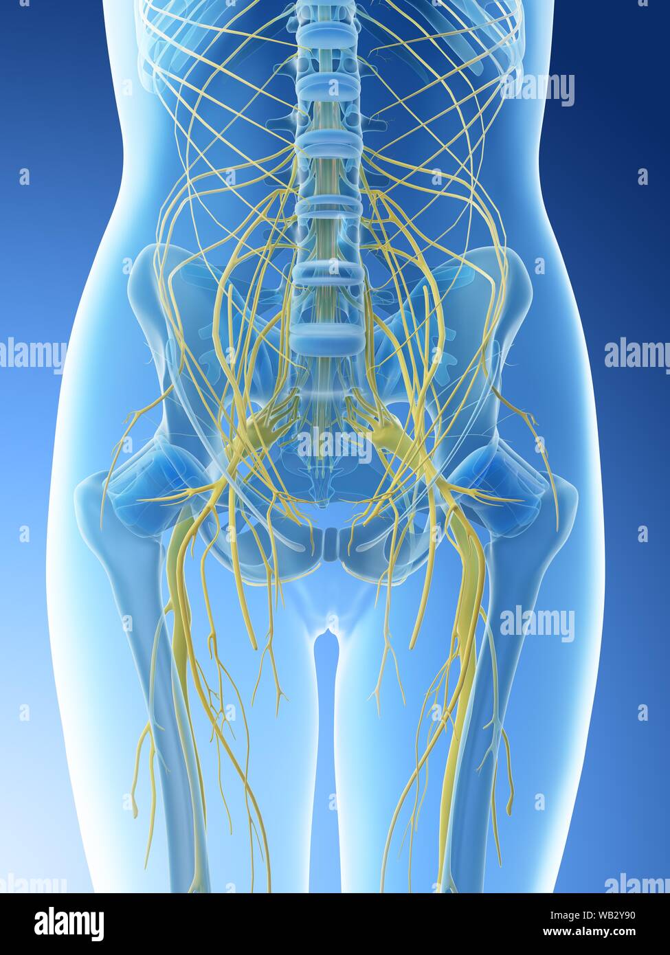 Lumbar nerves, computer illustration Stock Photo - Alamy