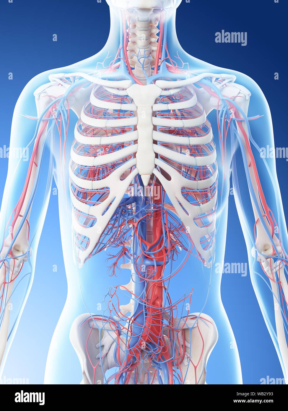 Vascular system of the upper body, computer illustration Stock Photo ...