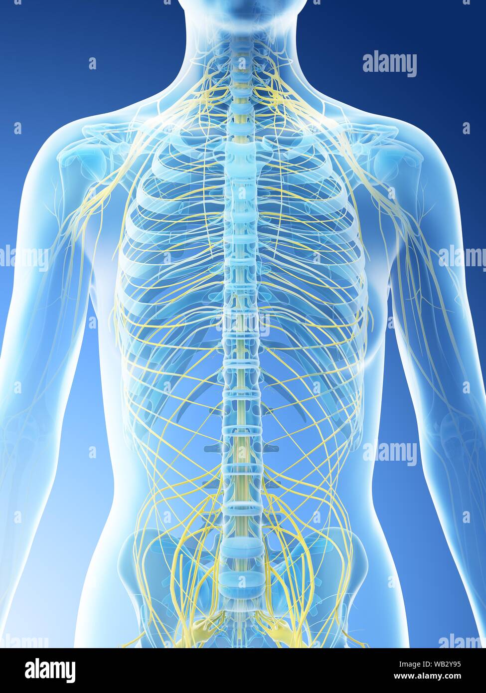 Nervous system of the upper body, computer illustration Stock Photo - Alamy