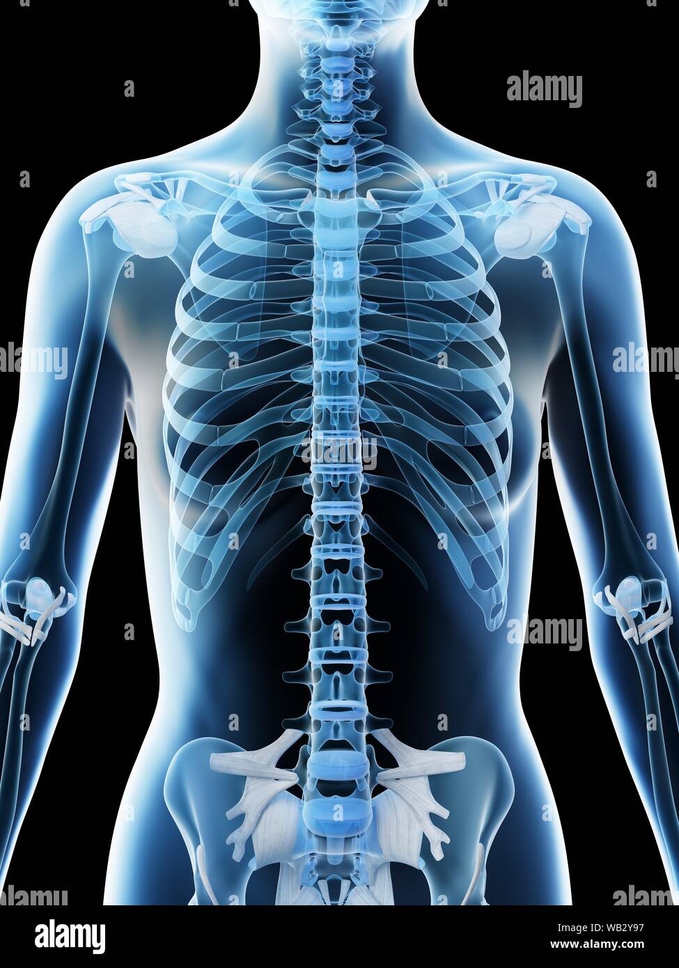 Female upper body bones, computer illustration Stock Photo - Alamy