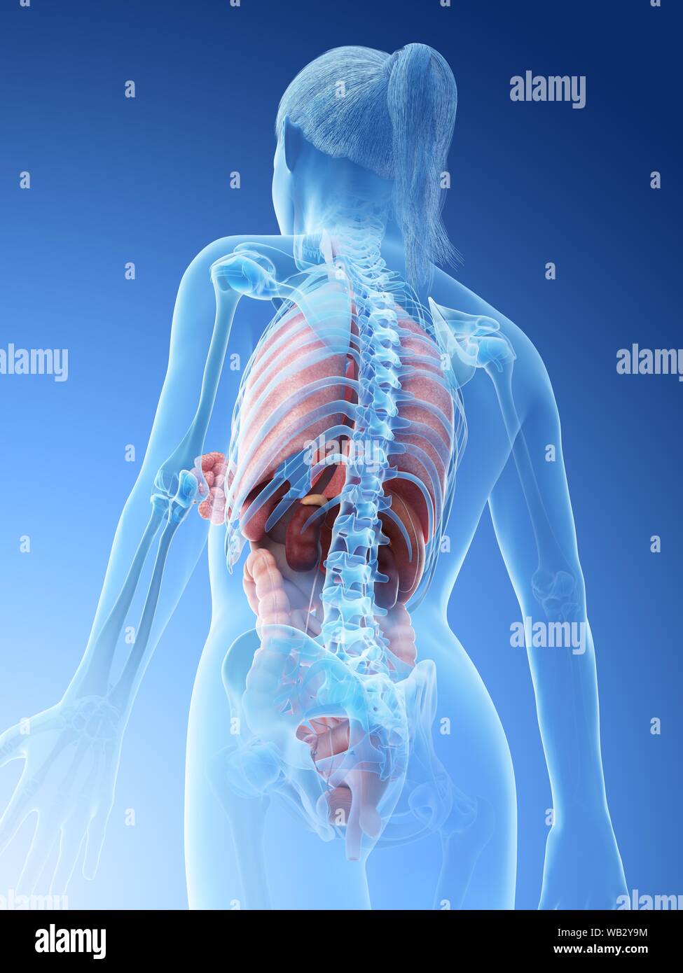 Female anatomy, computer illustration Stock Photo - Alamy