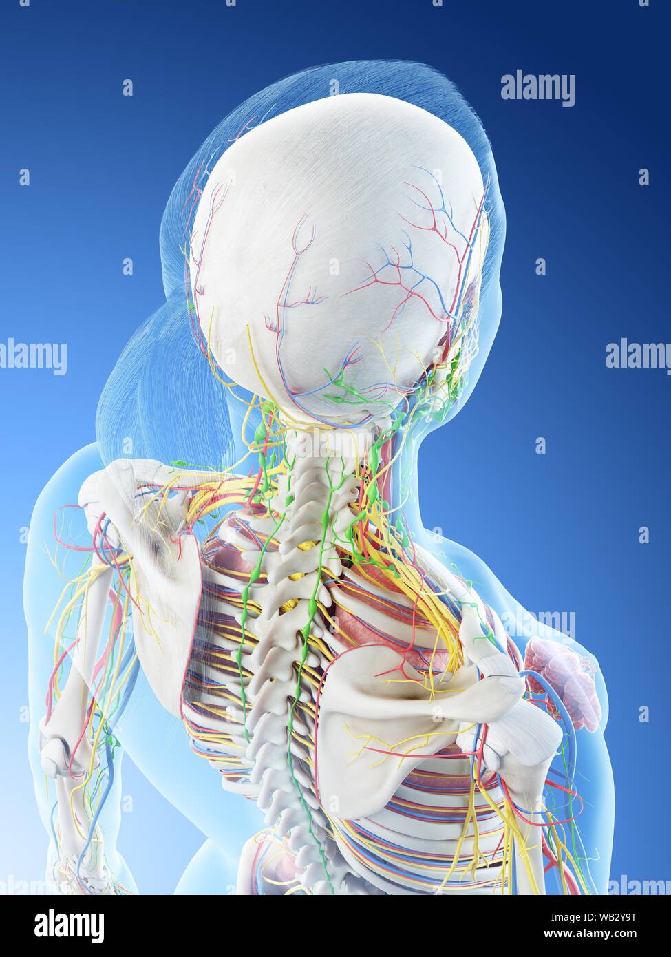 Female back anatomy, computer illustration Stock Photo - Alamy