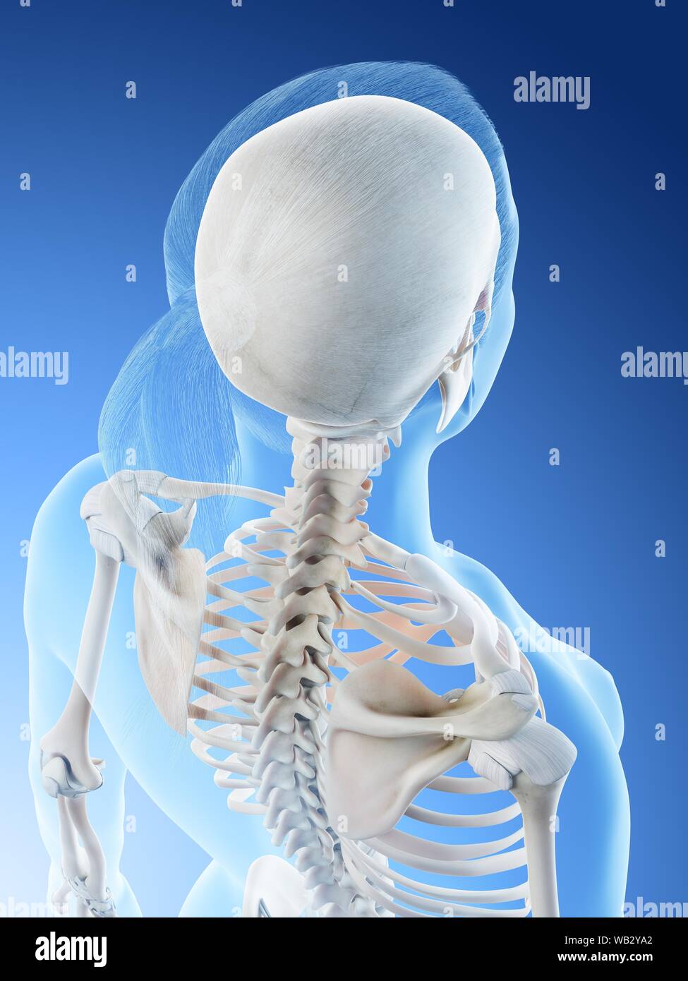 Female back anatomy, computer illustration Stock Photo - Alamy