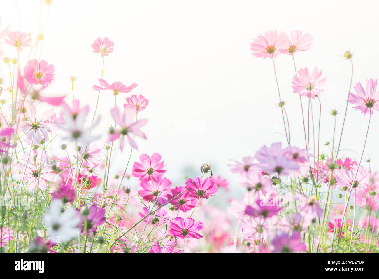 Cosmos flowers in nature, sweet background, blurry flower background ...