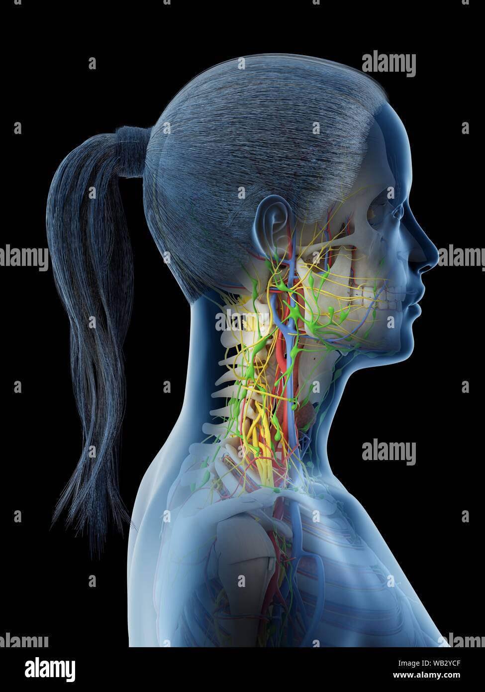 Female neck anatomy, computer illustration Stock Photo - Alamy