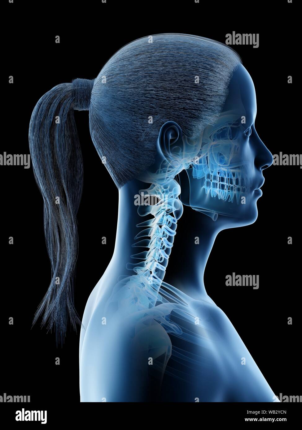 Female head and neck anatomy, computer illustration Stock Photo - Alamy