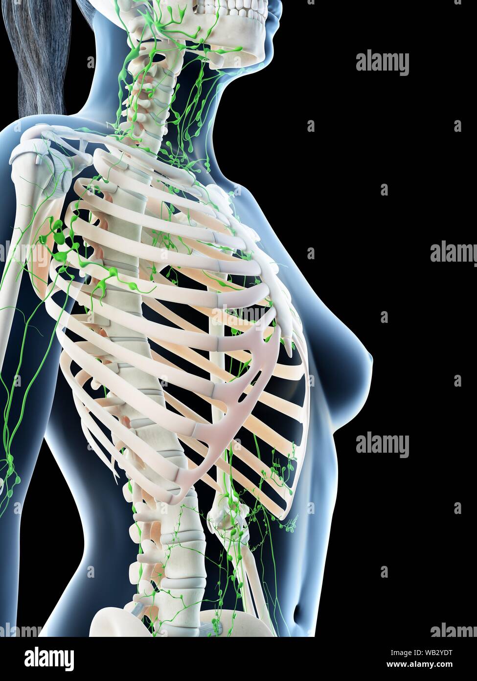 Female upper body lymphatic system, computer illustration Stock Photo ...