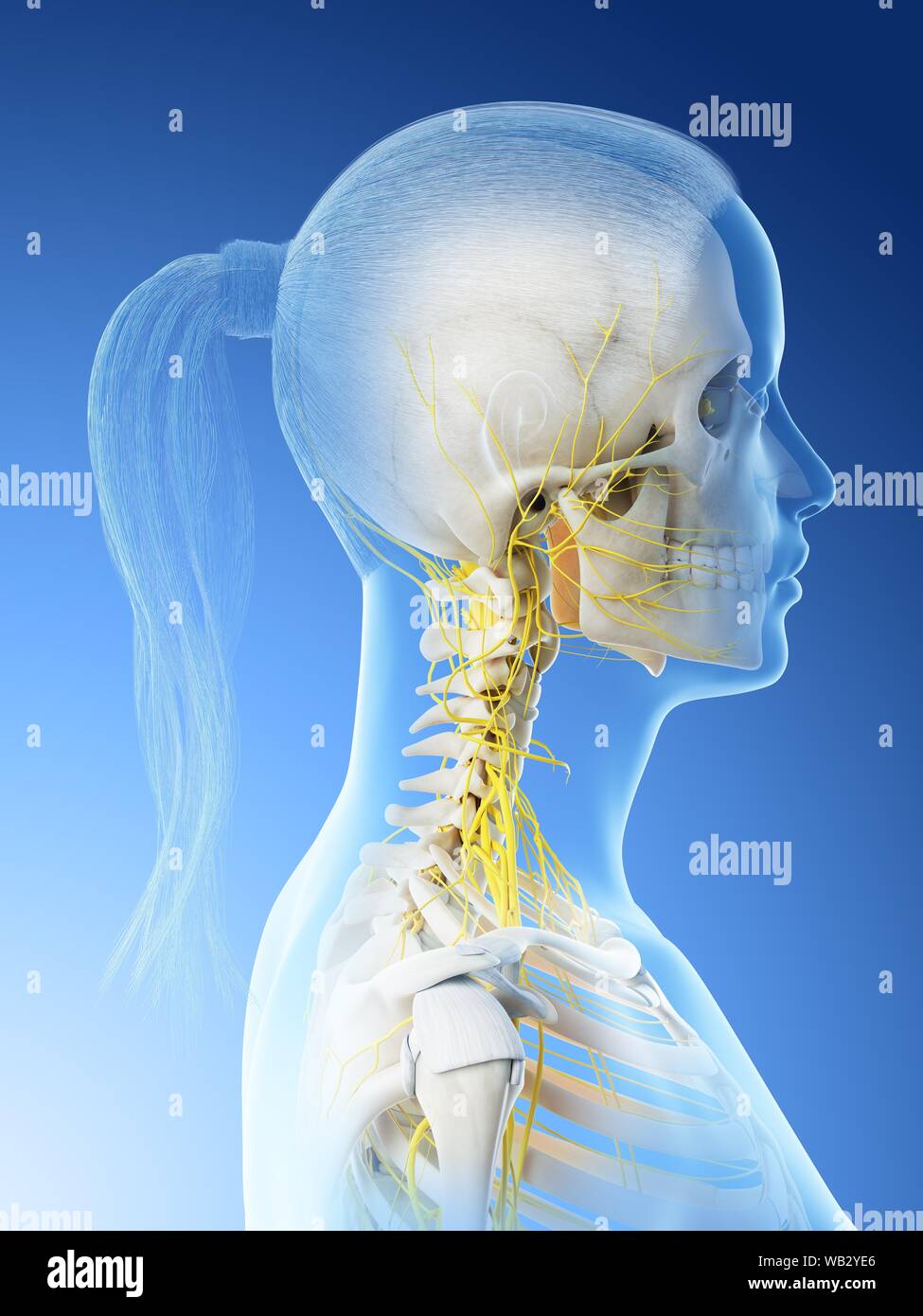 Nervous system of the neck, computer illustration Stock Photo - Alamy