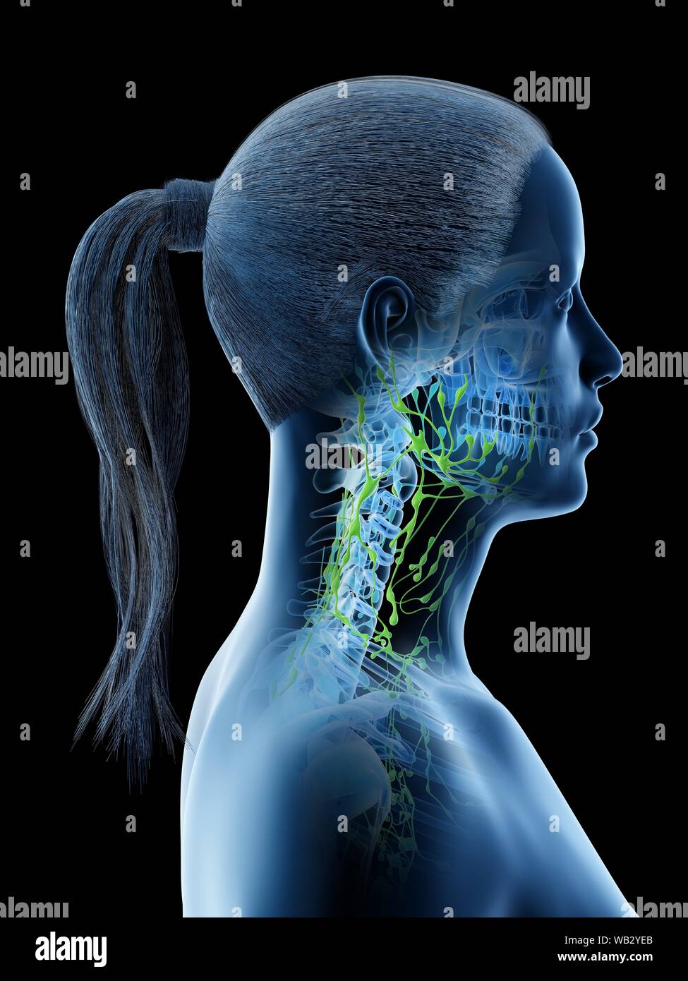 Lymphatic system of the head and neck, computer illustration Stock ...