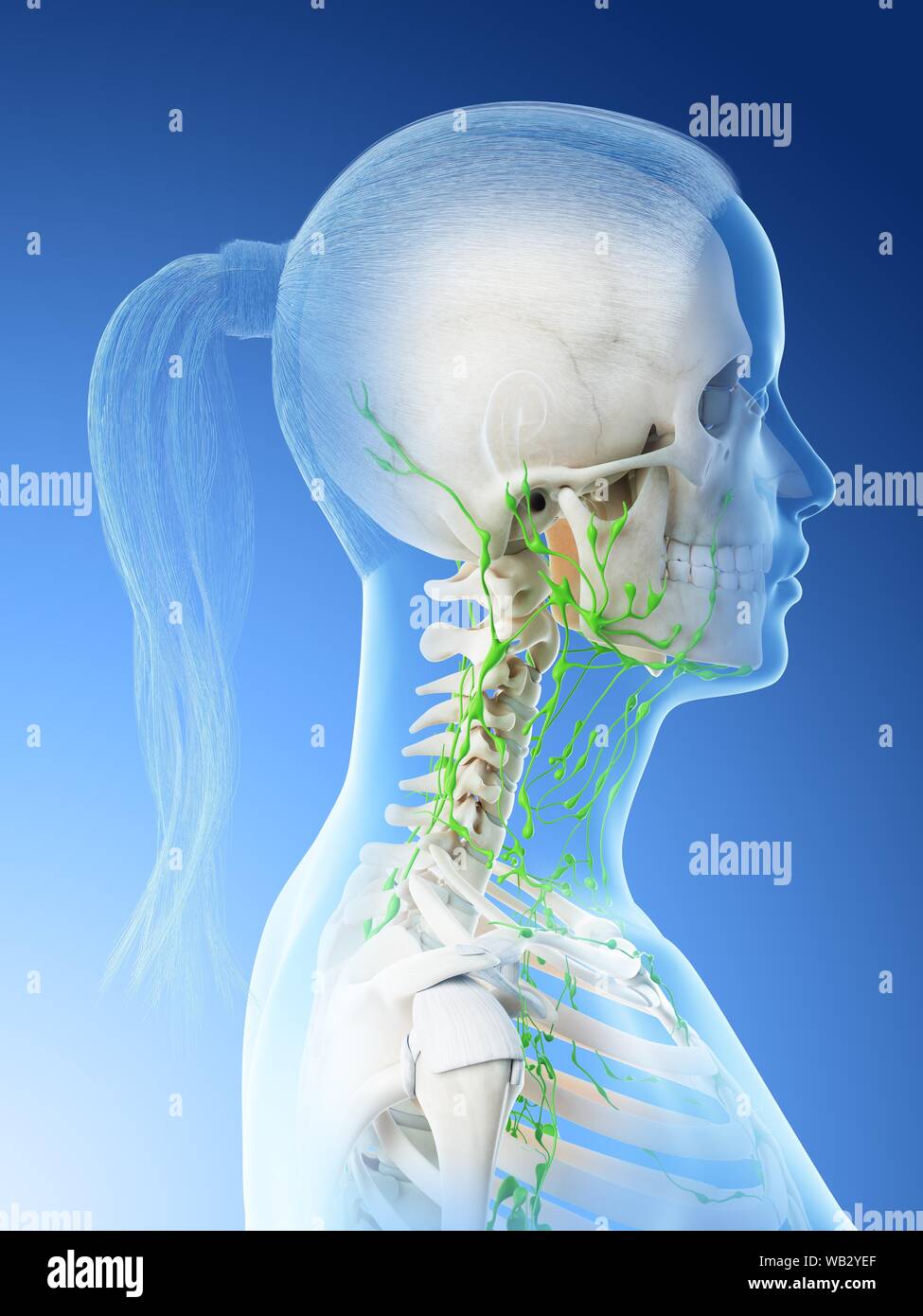 Lymphatic System Of Neck And Head High Resolution Stock Photography and ...