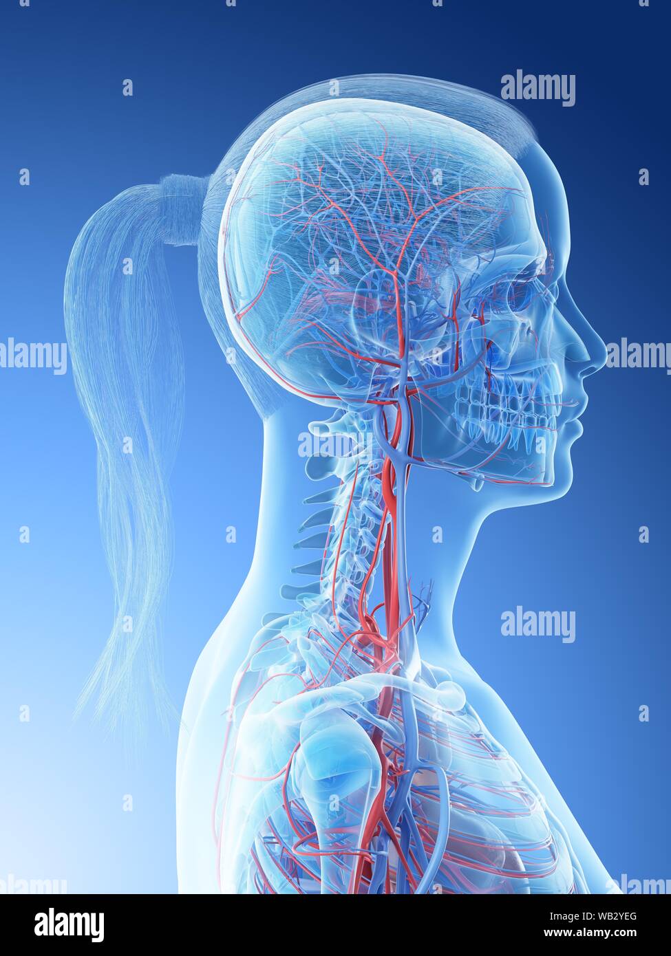 Vascular system of the head, computer illustration Stock Photo - Alamy