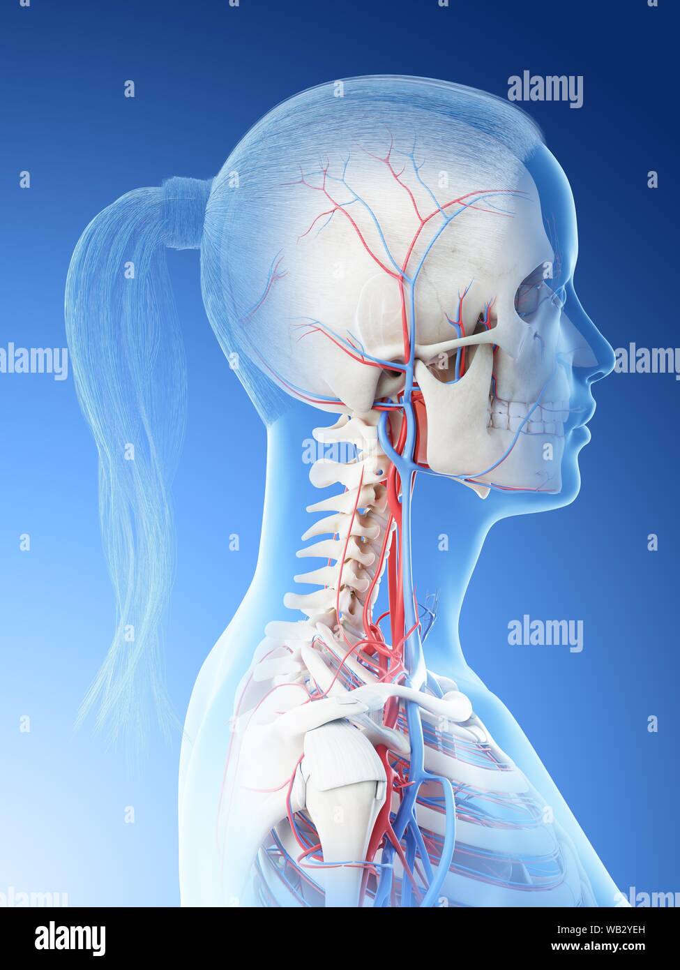 Vascular system of the head, computer illustration Stock Photo - Alamy